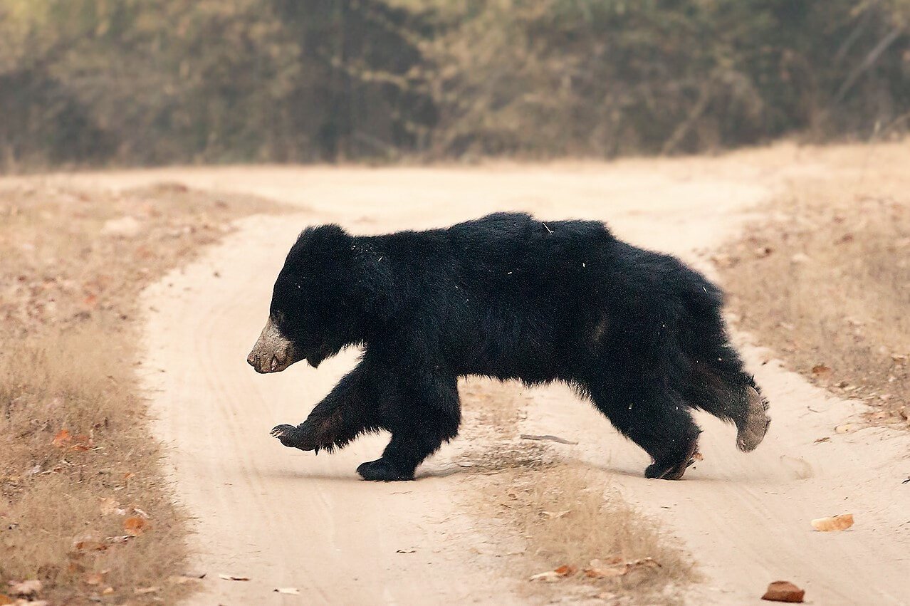 Sloth Bears Spotted in Kaziranga National Park as a Rare Sight - Sach ...